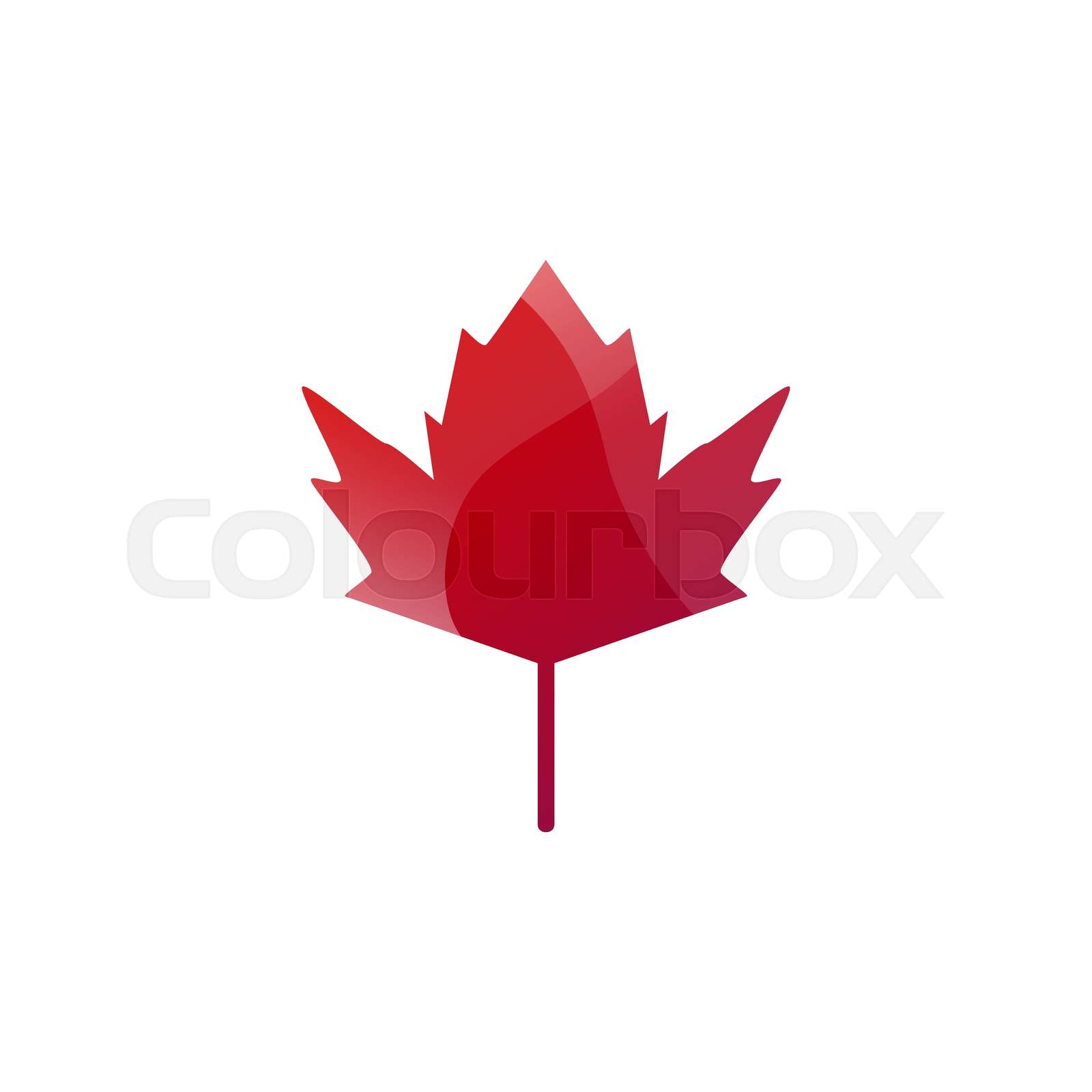 leaf maple vector design template illustration | Stock vector | Colourbox