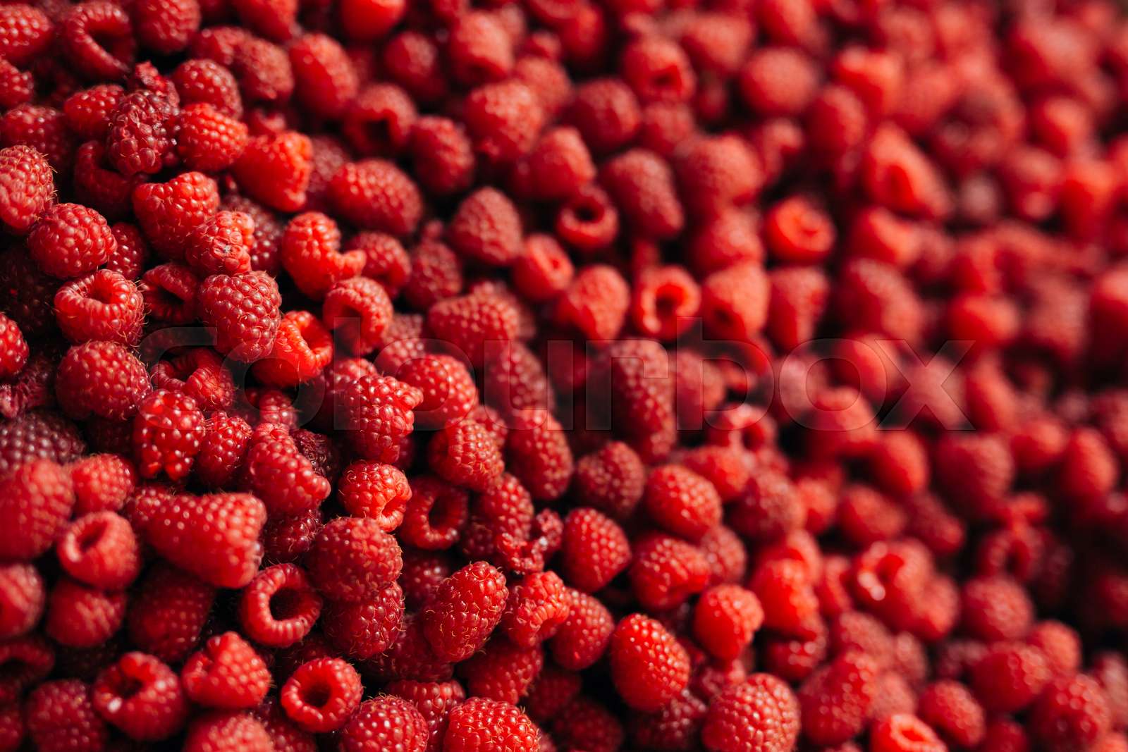 Raspberry texture in a drawer. Background of a lot of fresh berries ...