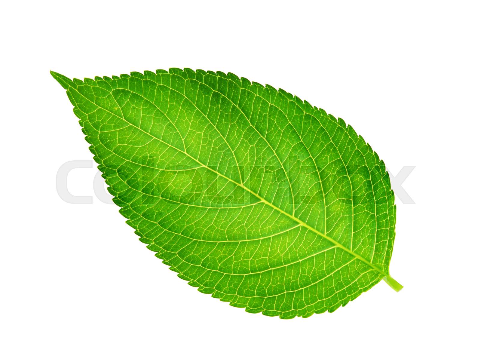 single green spring leaf , macro, isolated on white | Stock image ...