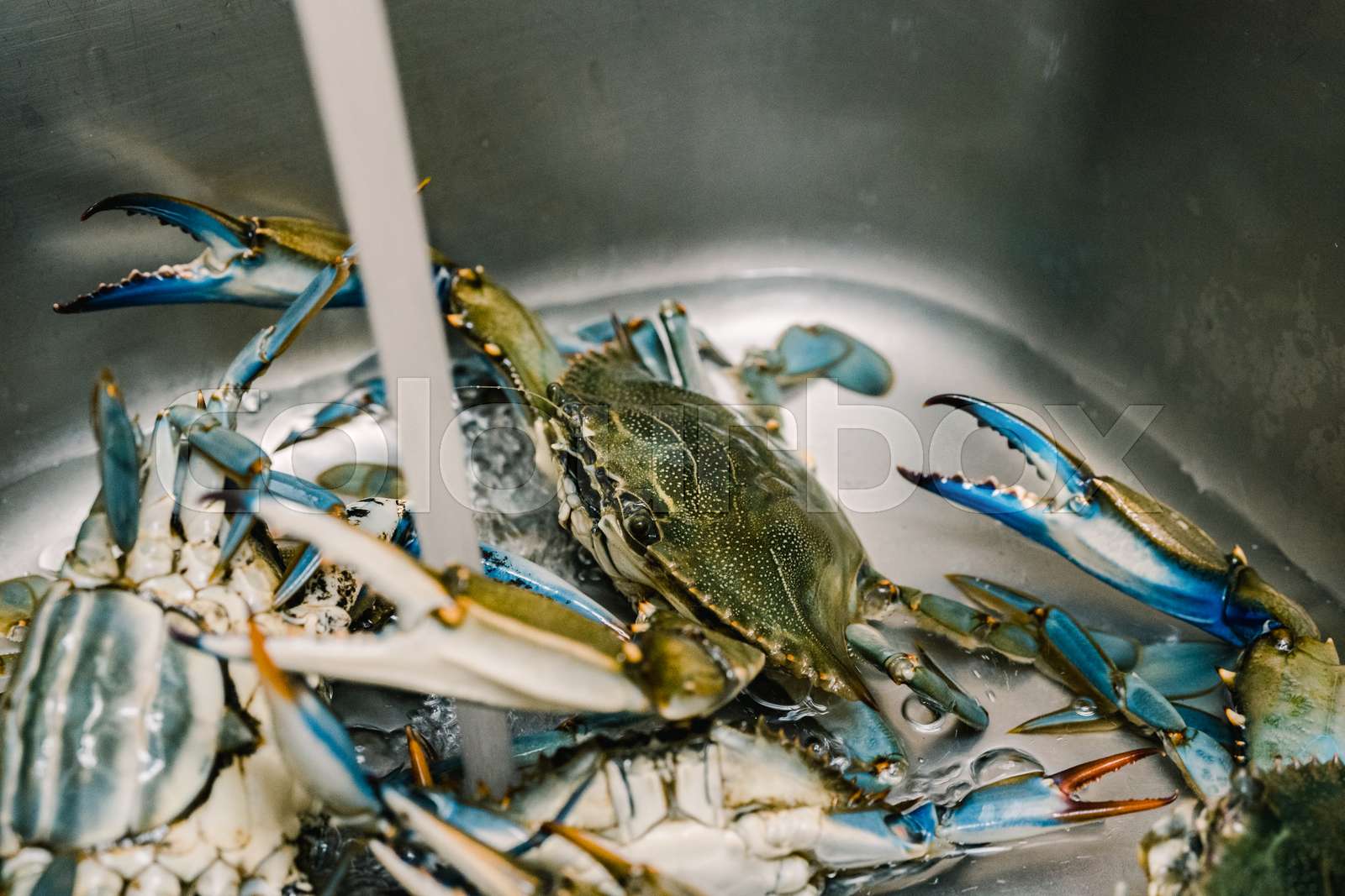 Live blue crabs in the kitchen sink. | Stock image | Colourbox