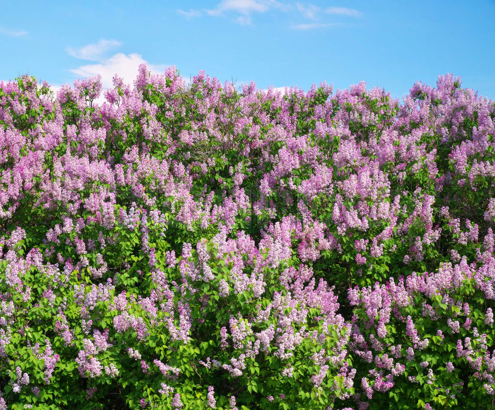Lilac flower texture. | Stock image | Colourbox
