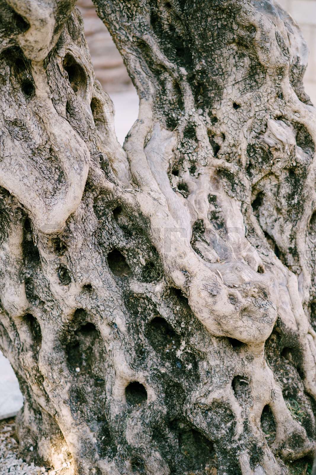 Close-up of the texture of the olive tree bark. | Stock image | Colourbox