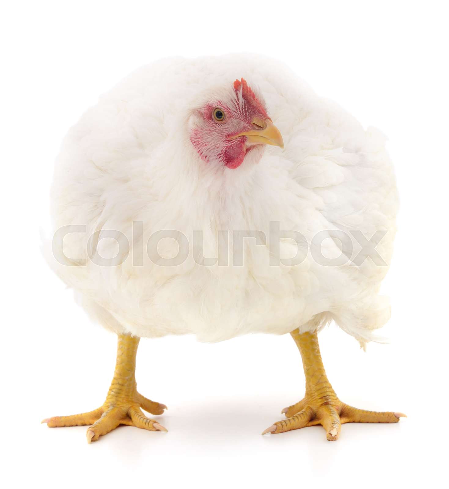 white hen isolated. | Stock image | Colourbox