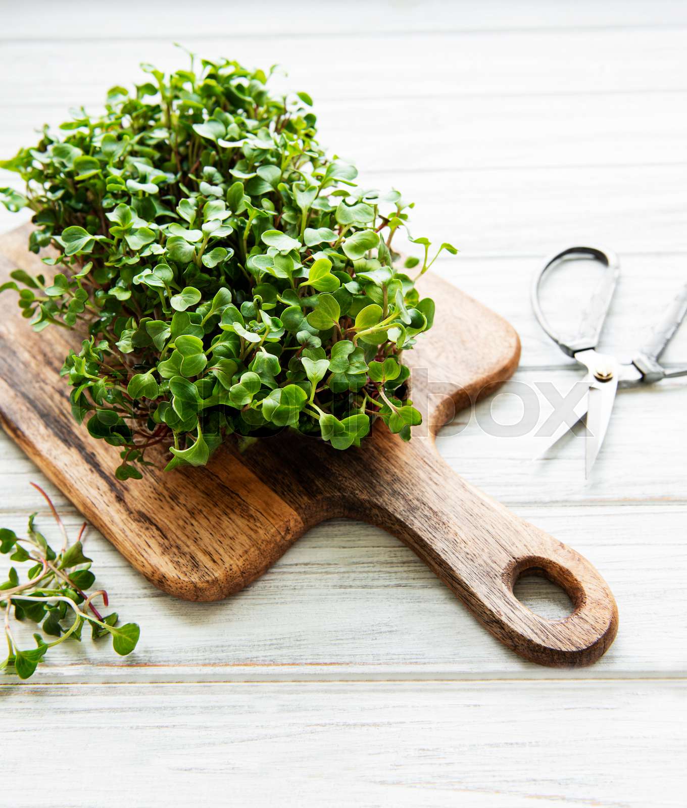 Red radish microgreens | Stock image | Colourbox