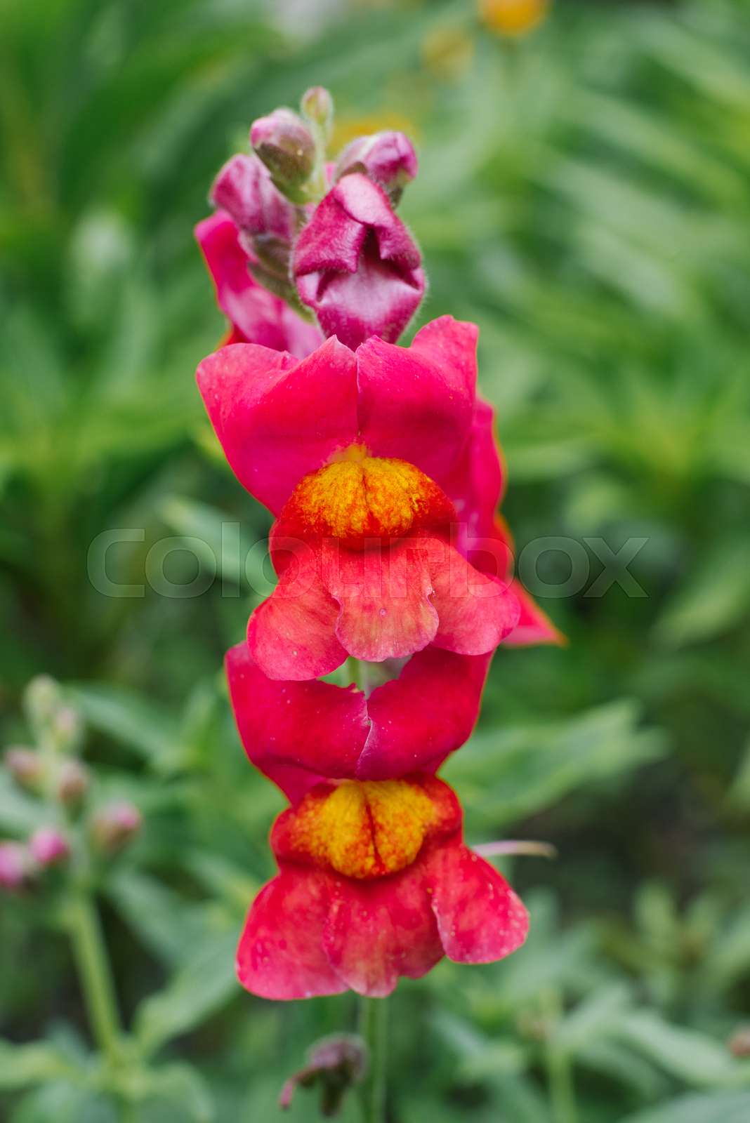 Red Snapdragon