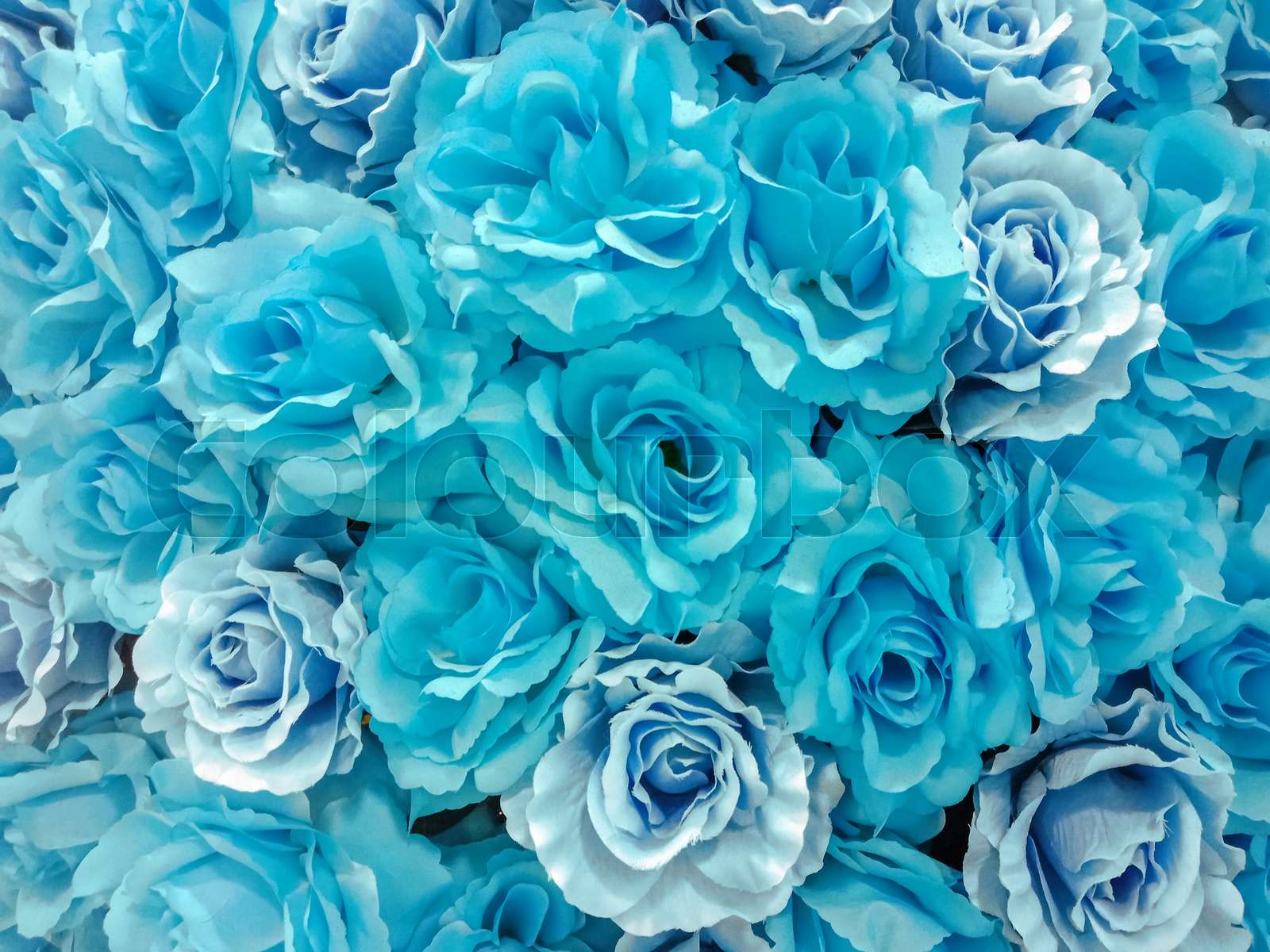 Blue Rose Flower Garden