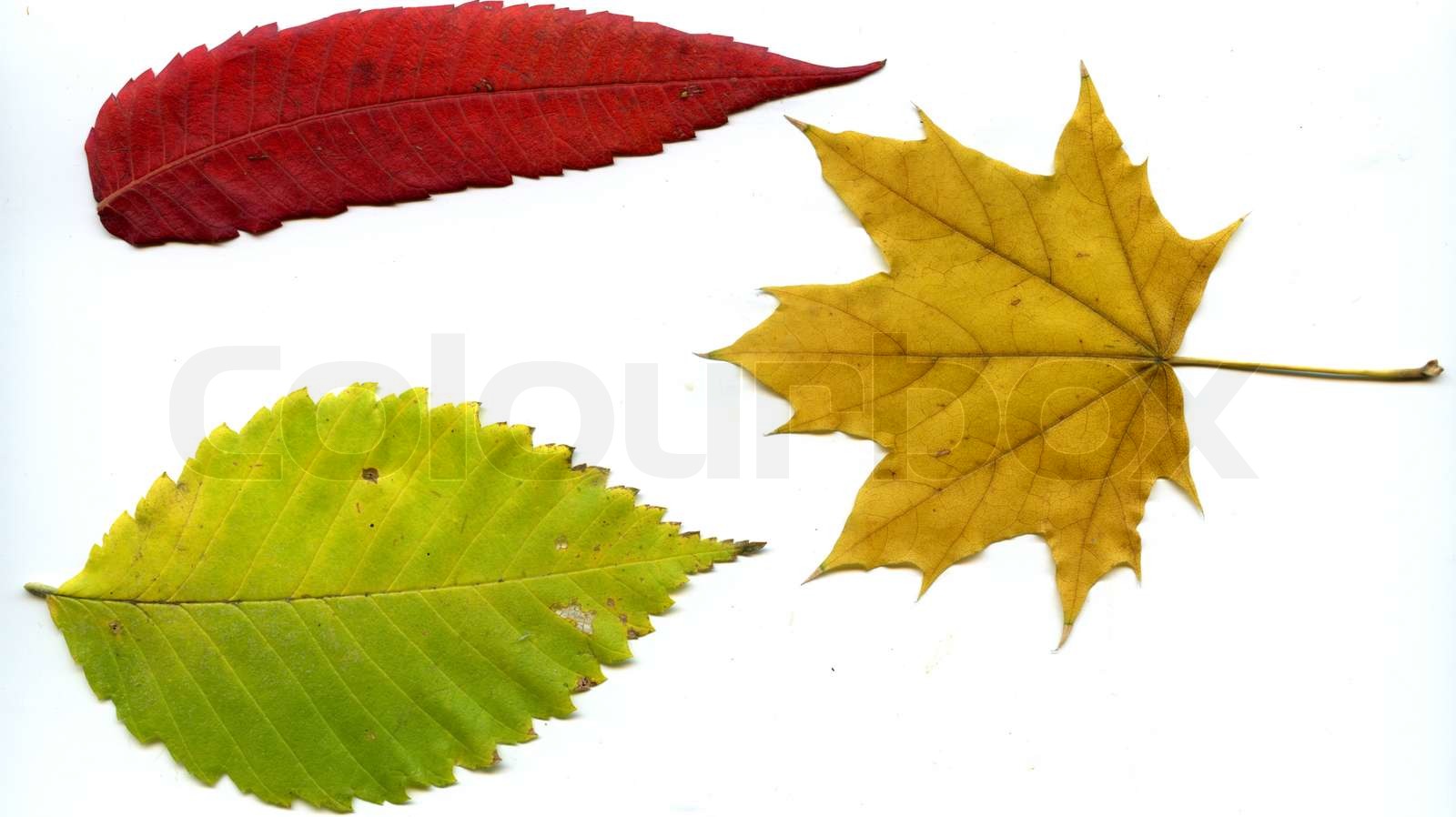 leafs set tree isolated | Stock image | Colourbox