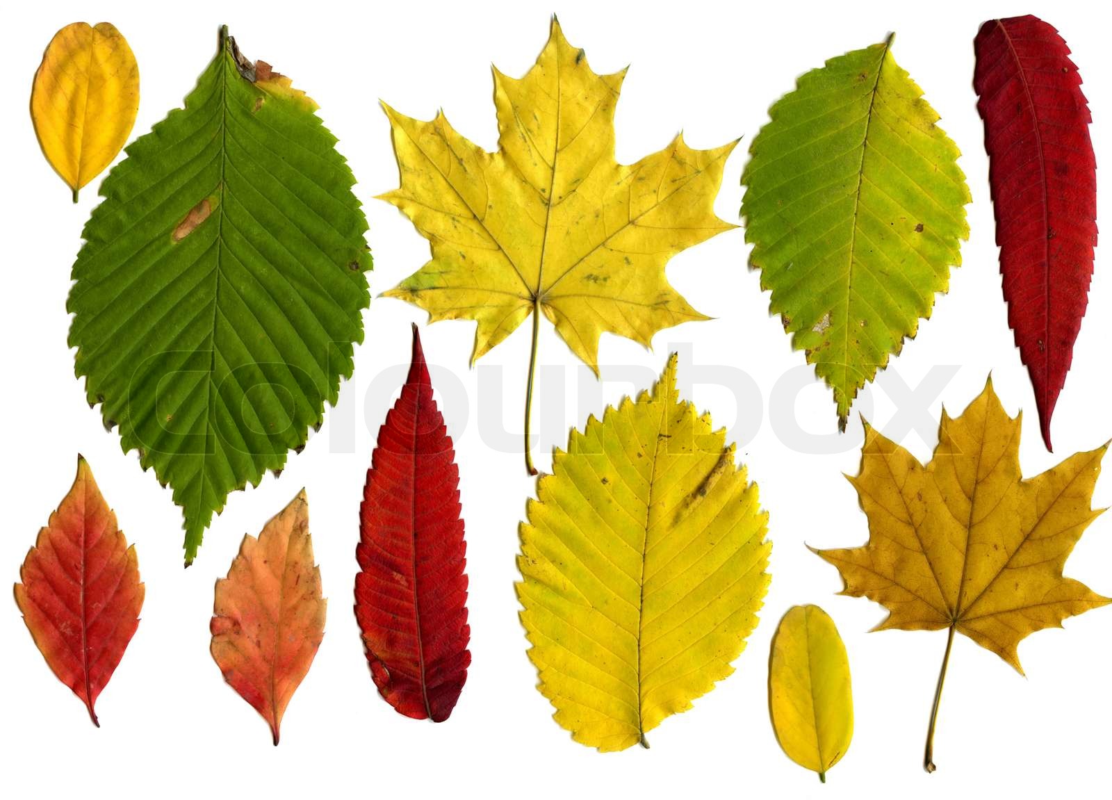 leafs set tree isolated | Stock image | Colourbox
