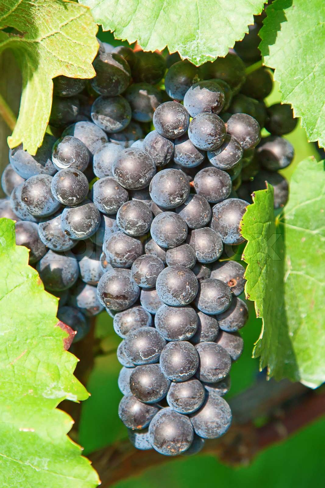 Blue grapes | Stock image | Colourbox