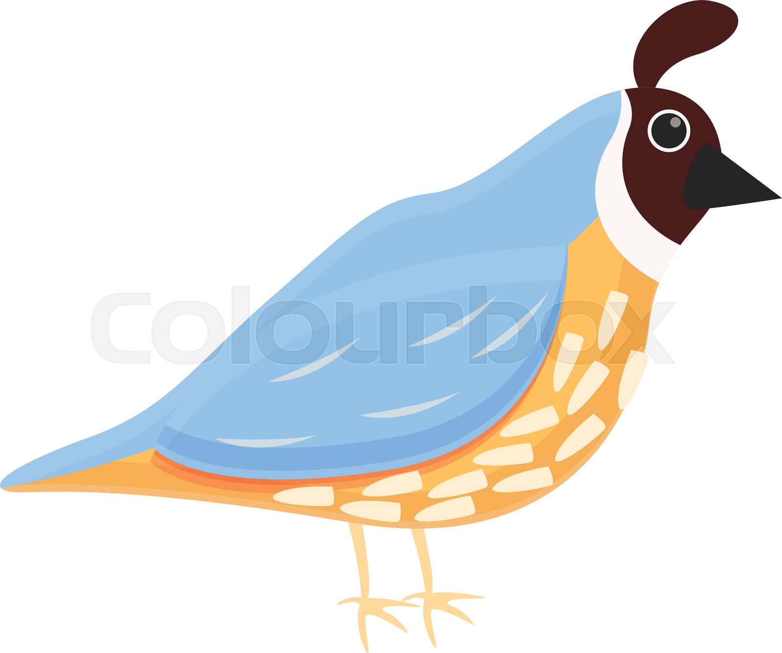 Quail Clipart