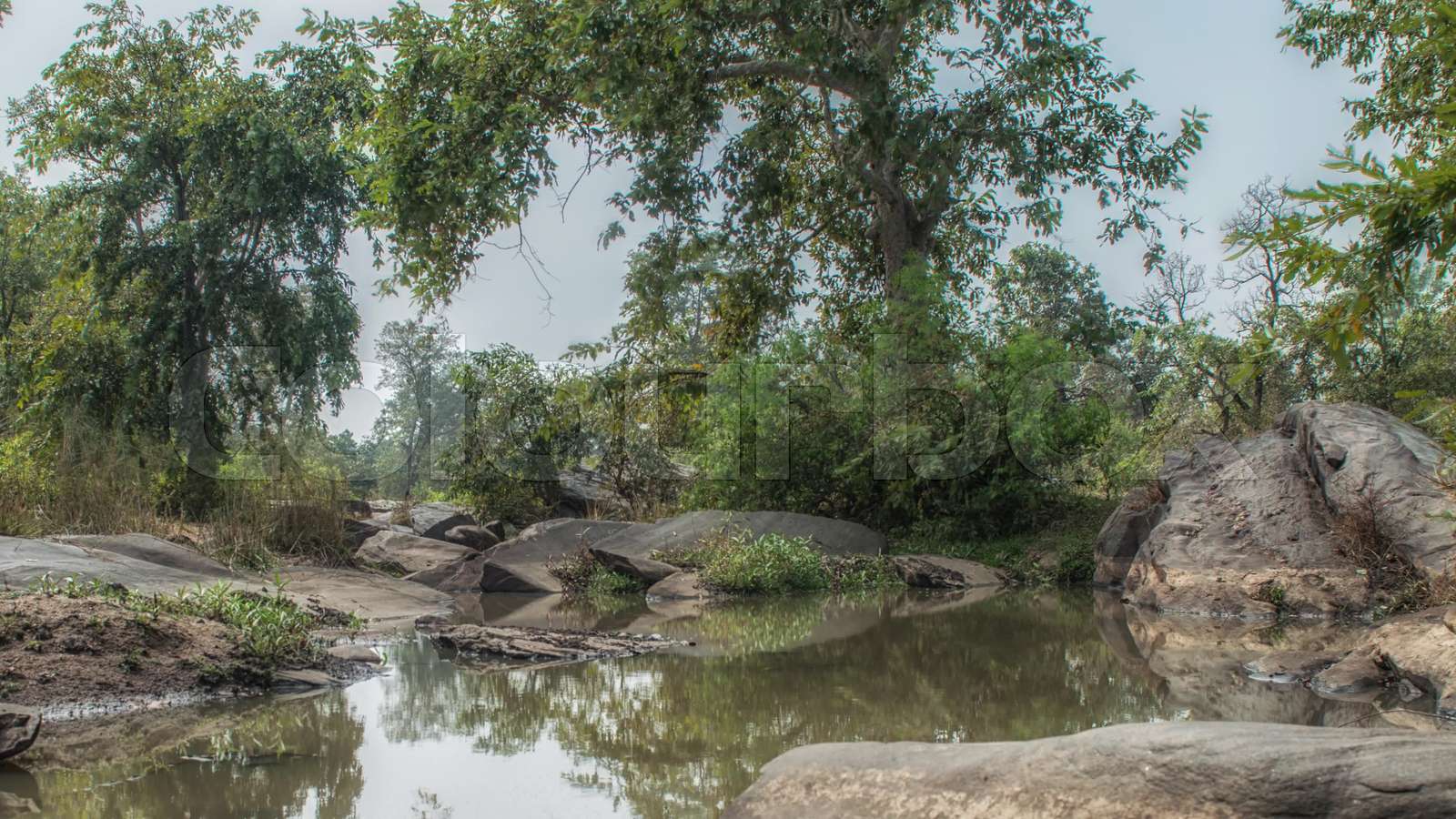 Kanha National Park, India. Landscape with a river and forest trees ...
