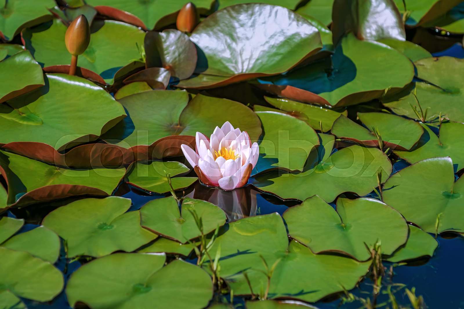 Floating lily pads | Stock image | Colourbox