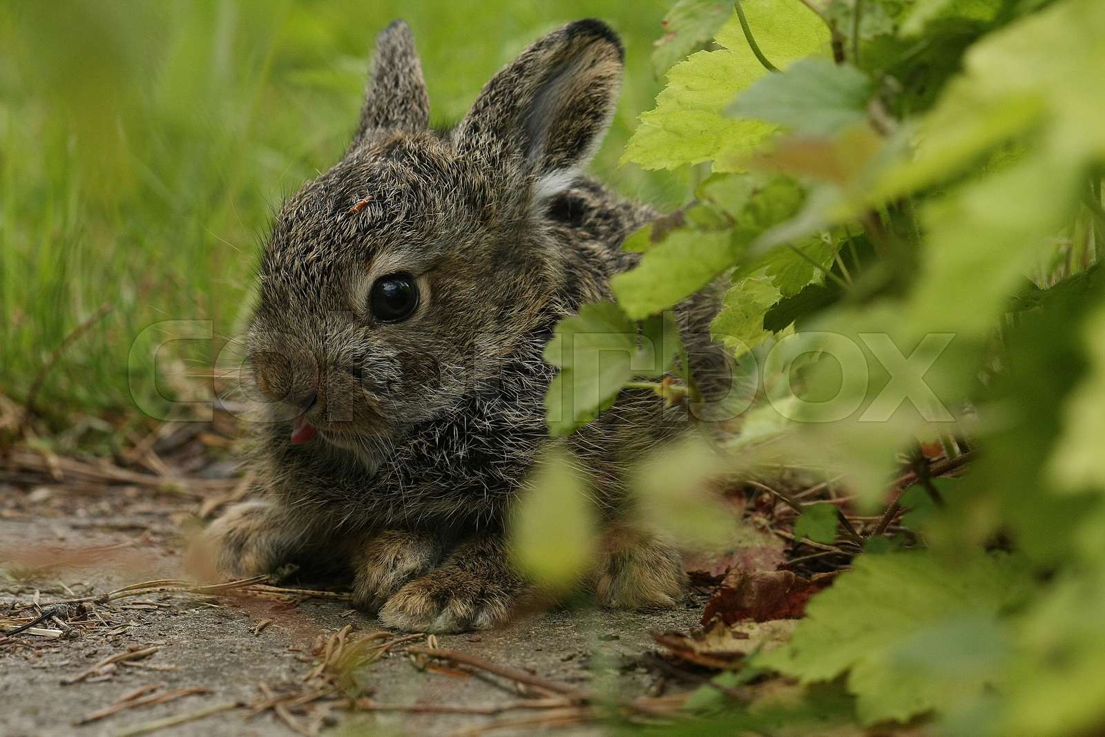 Baby hare | Stock image | Colourbox