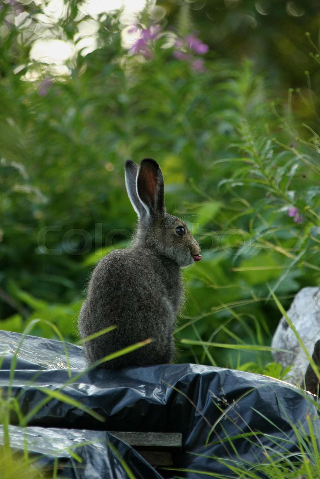Baby hare shows tongue | Stock image | Colourbox
