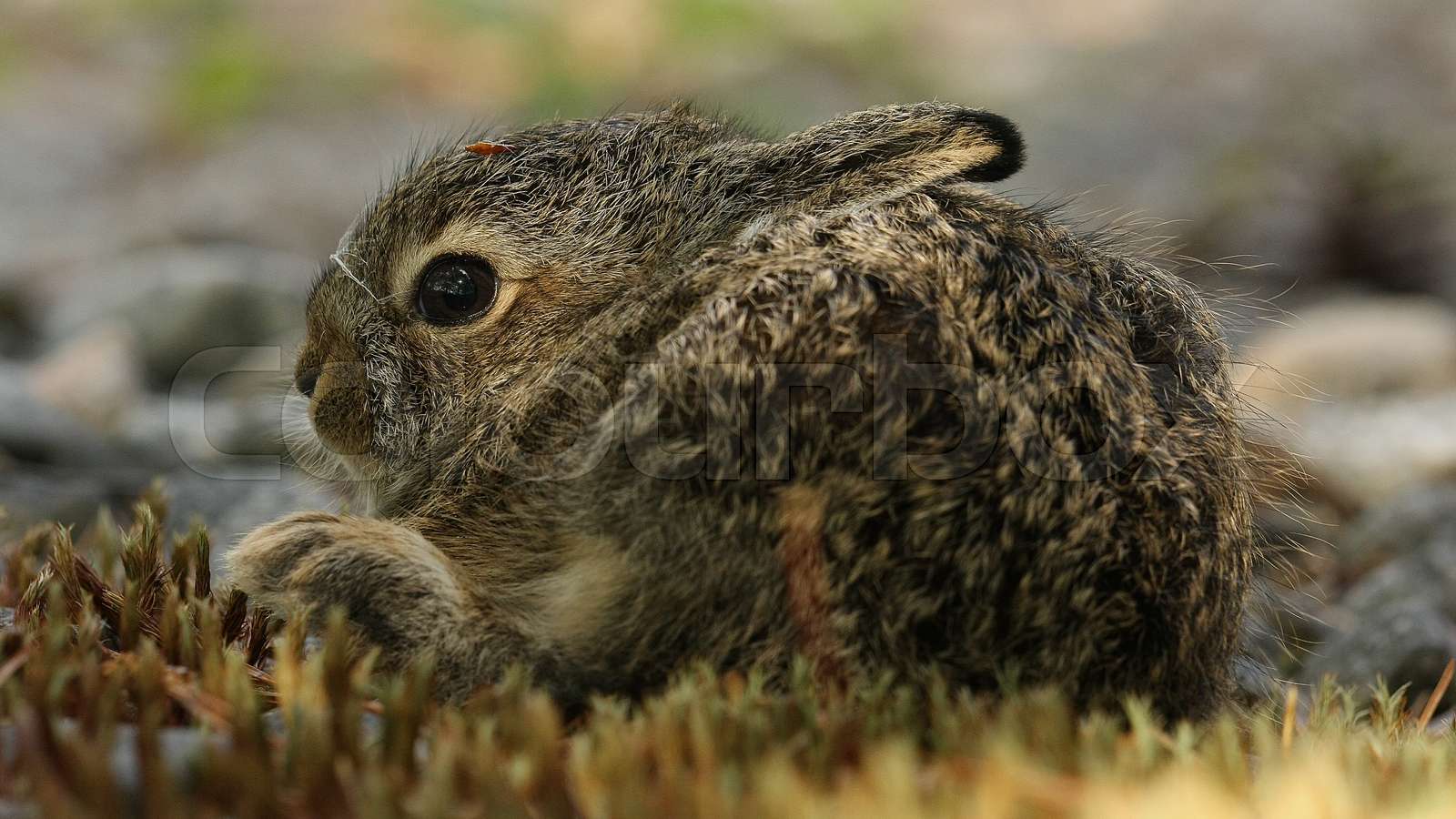 New born baby hare | Stock image | Colourbox