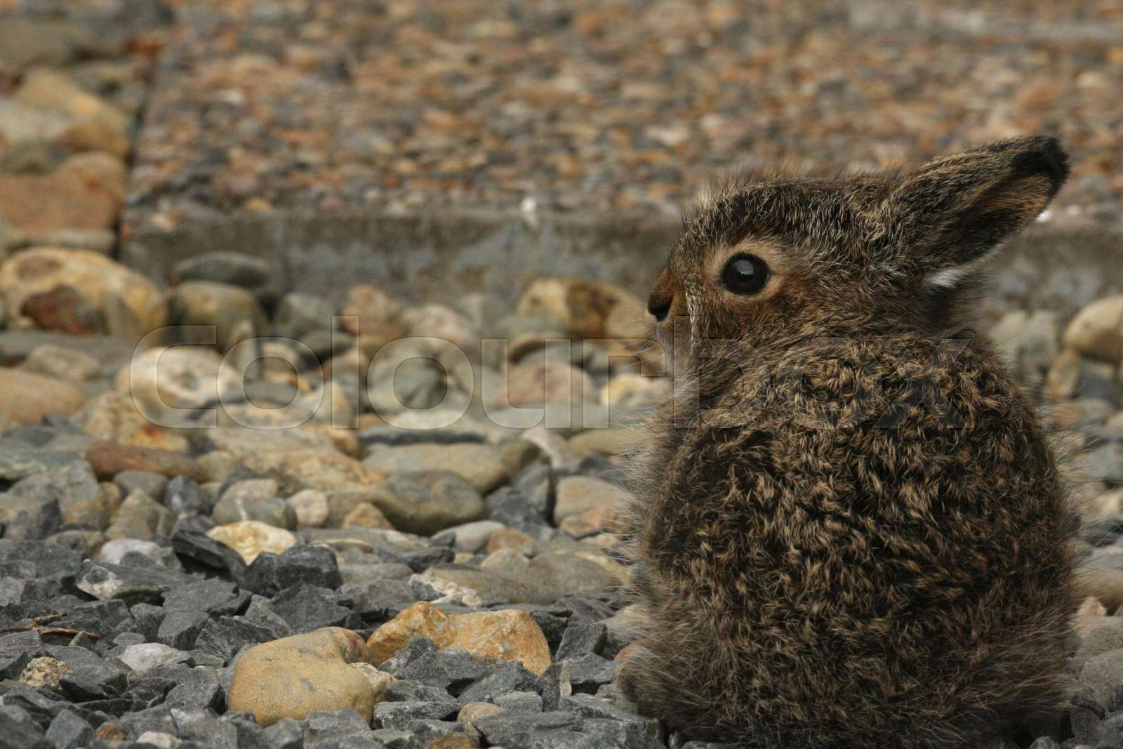 New born baby hare | Stock image | Colourbox