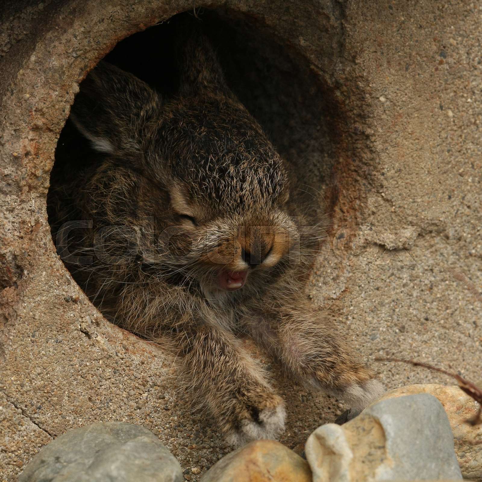 Yawning baby hare | Stock image | Colourbox