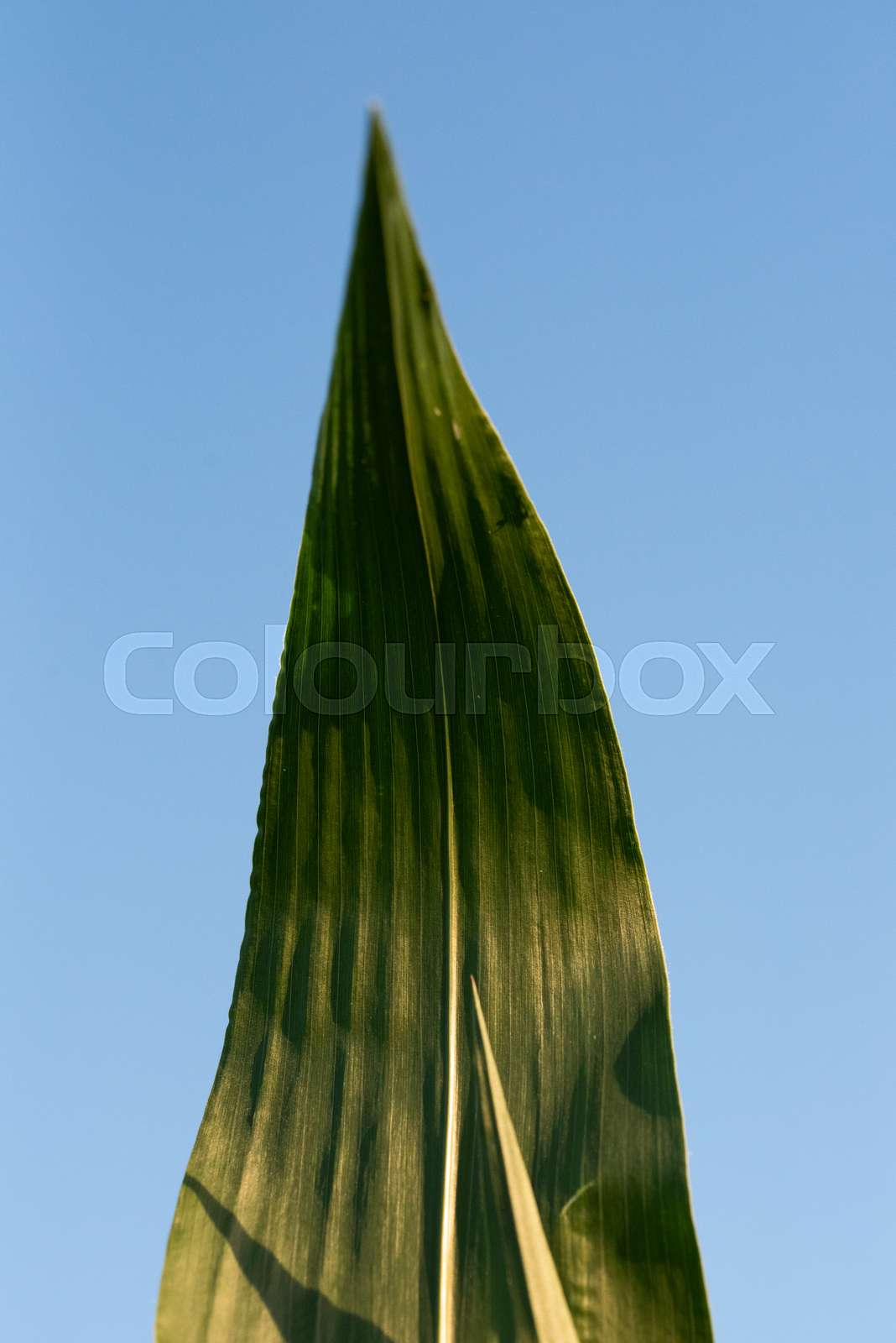 Green growing leaves of maize in a field. | Stock image | Colourbox