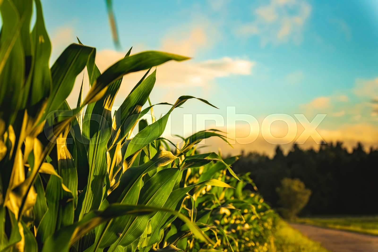 Corn field in sunset. Maize agriculture theme. | Stock image | Colourbox