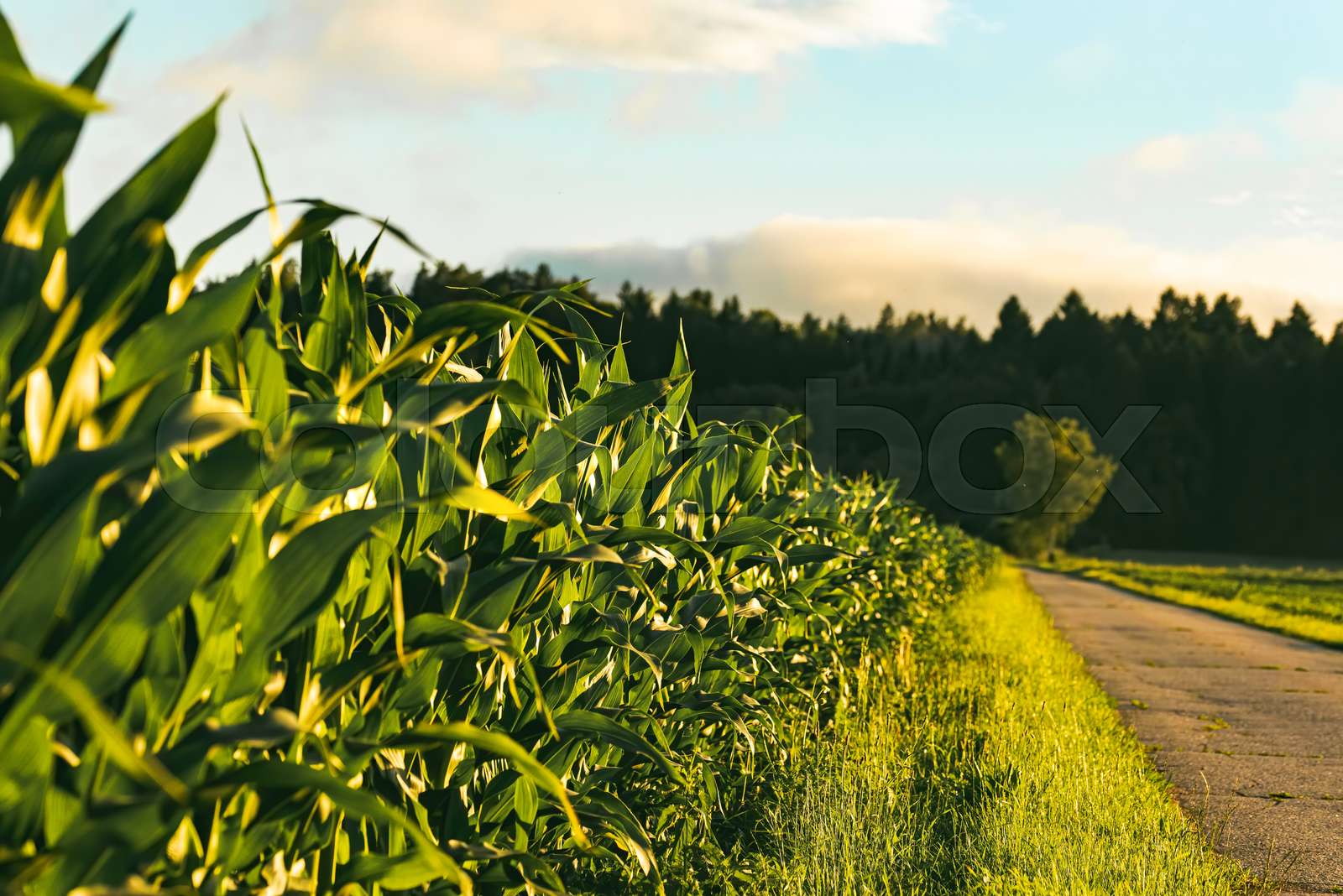 Corn field in sunset. Maize agriculture theme. | Stock image | Colourbox