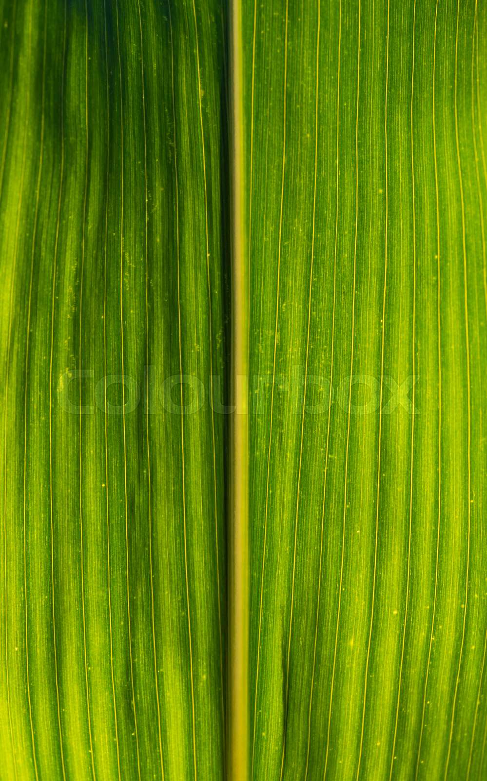 Green growing leaves of maize in a field. | Stock image | Colourbox