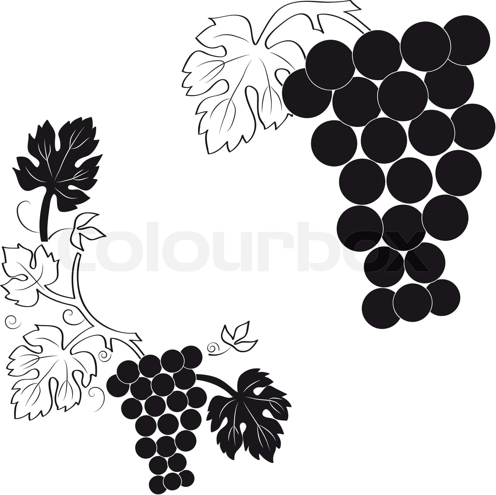 Weintraube | Stock-Vektor | Colourbox