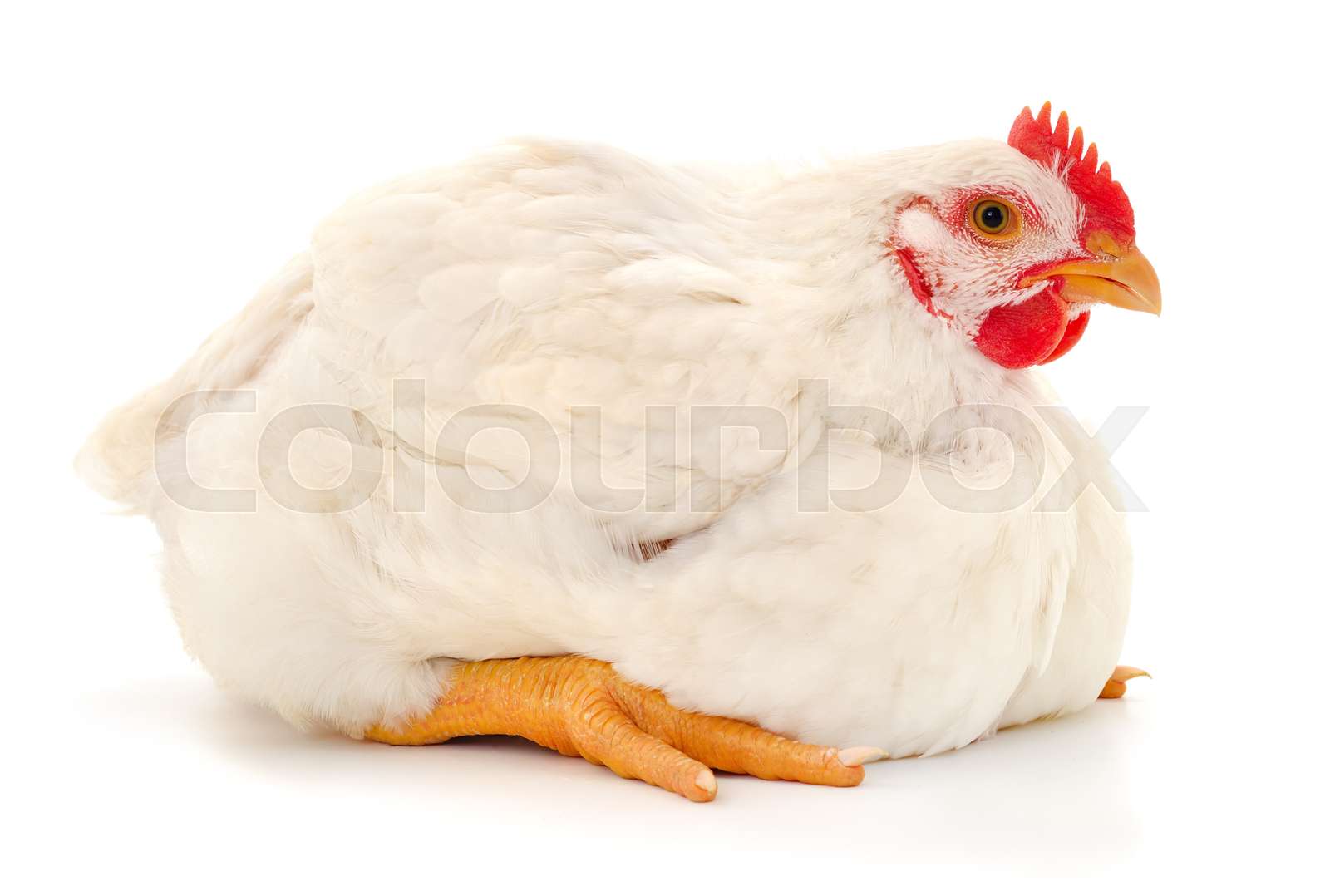 white hen isolated. | Stock image | Colourbox