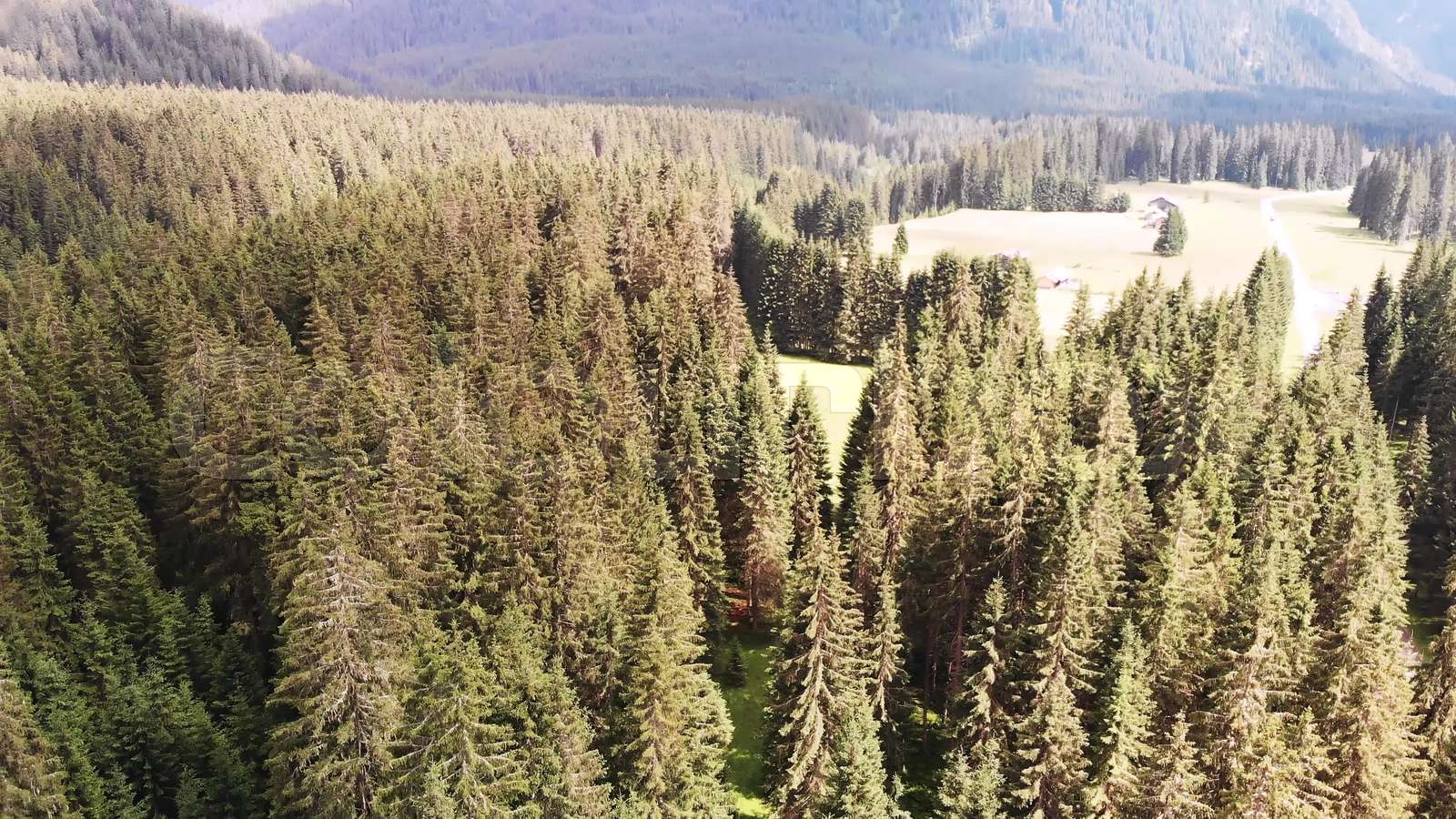 Aerial view of alpin pinewood in summer season, forest overhead ...