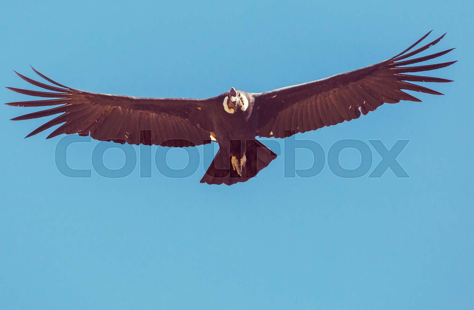 Condor | Stock image | Colourbox