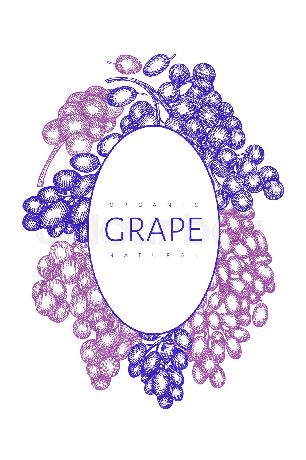 Grape design template. Hand drawn vector grape berry illustration ...