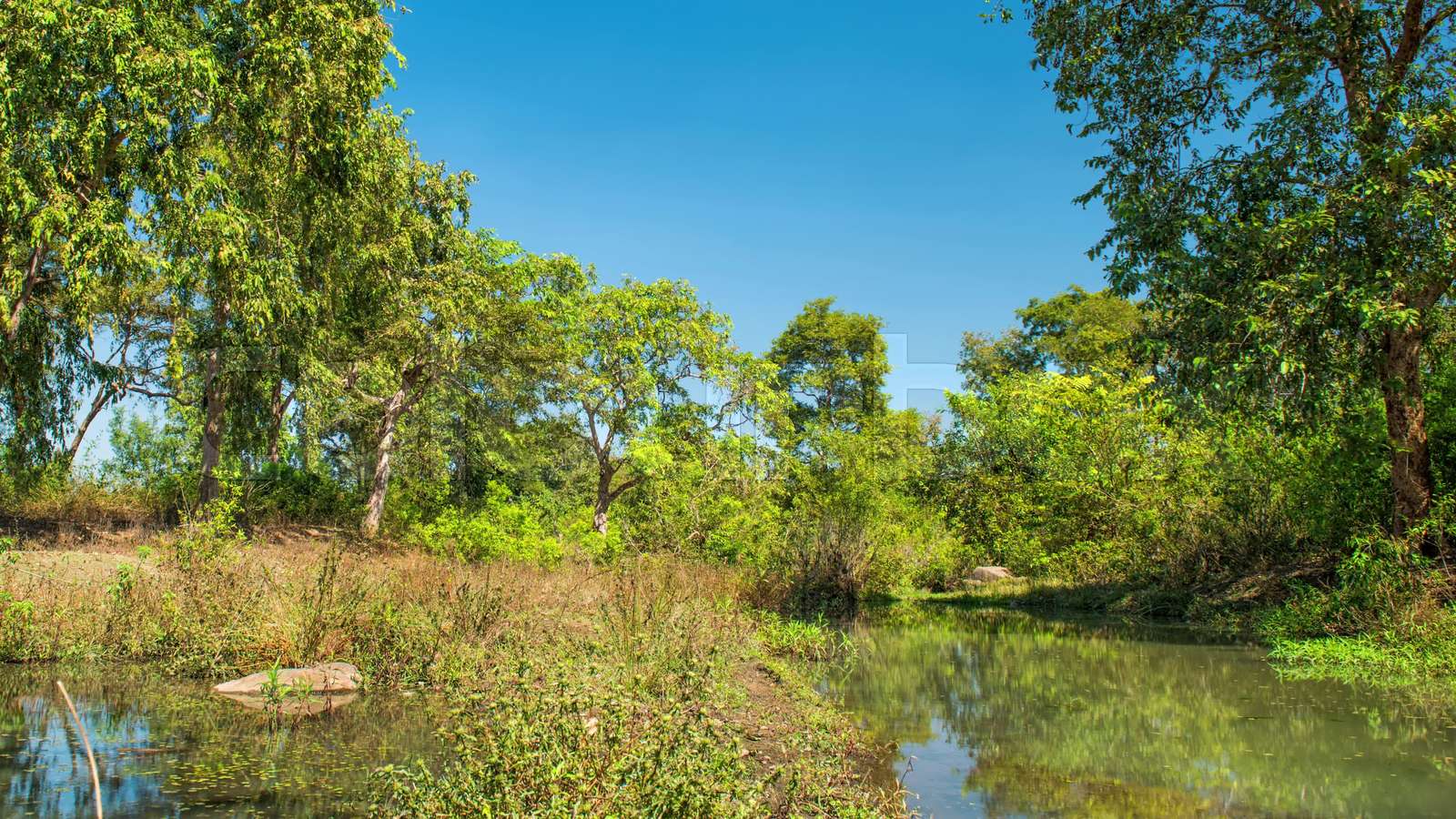 Kanha National Park, India. Landscape with a river and forest trees ...