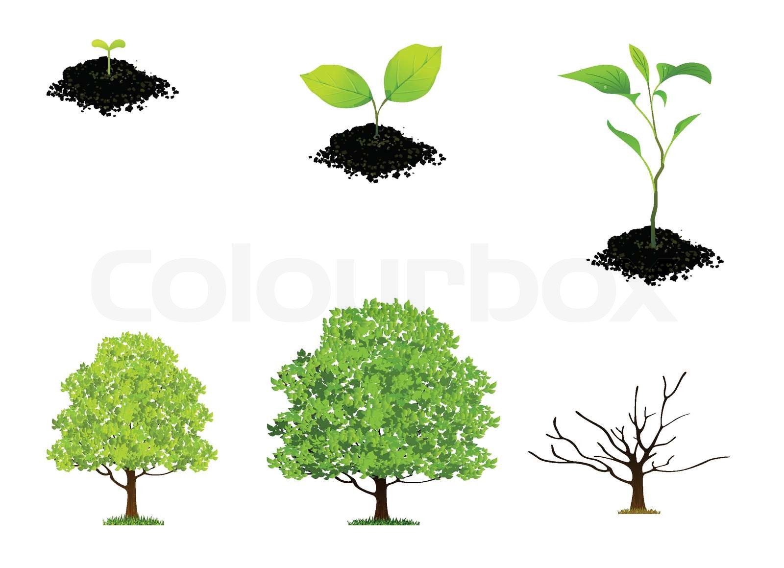 Sprouts and tree Isolated On White Background | Stock vector | Colourbox