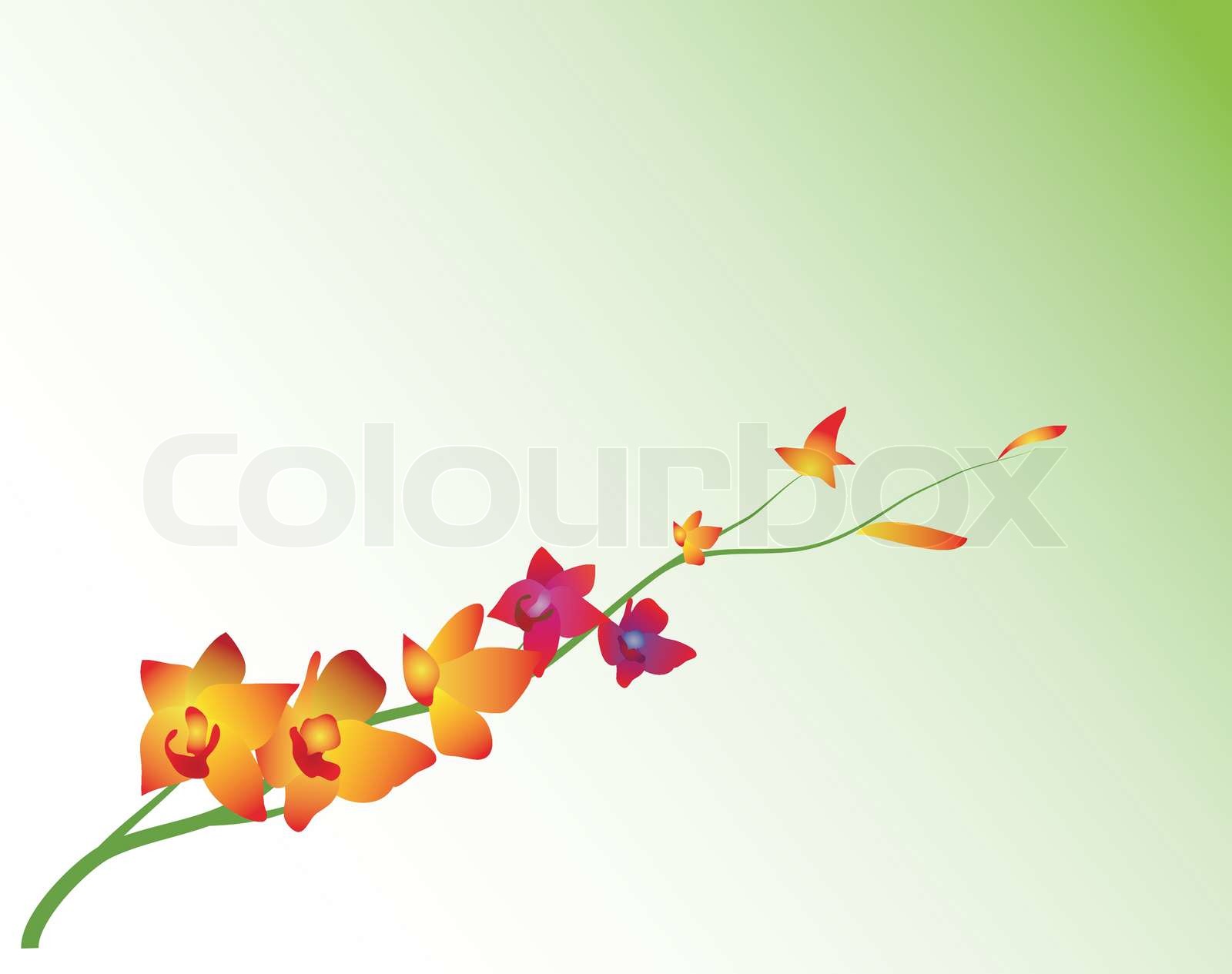 orkide, tegning, sommer | Stock vektor | Colourbox