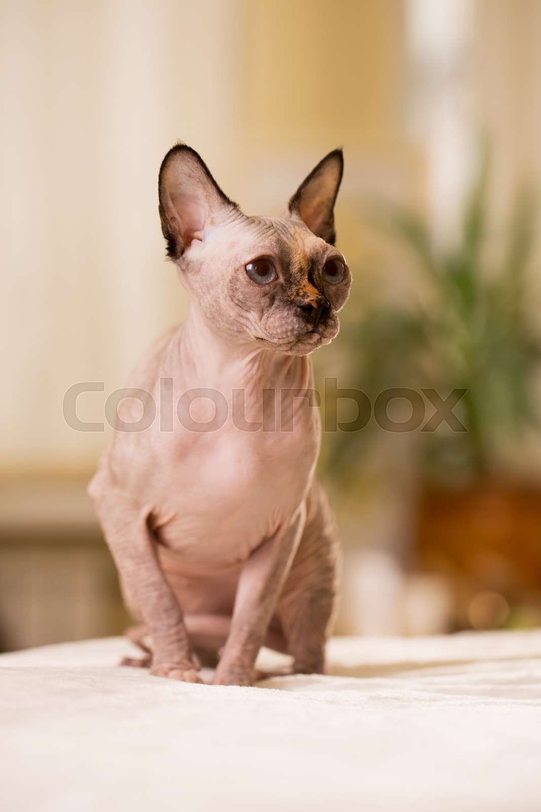 egyptian pink hairless cat sphynx breed | Stock image | Colourbox