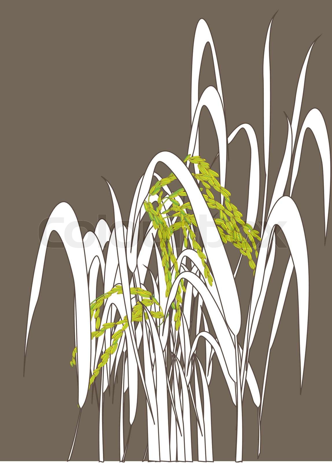 Graphic work of rice grain paddy | Stock vector | Colourbox