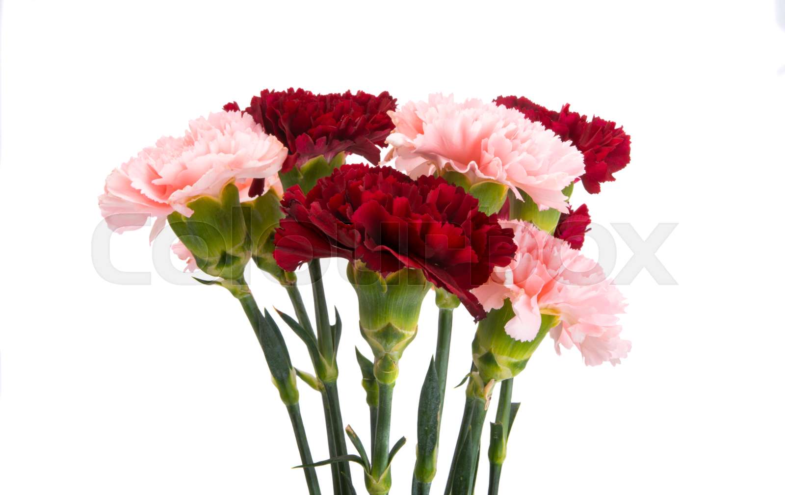 beautiful carnation isolated | Stock image | Colourbox