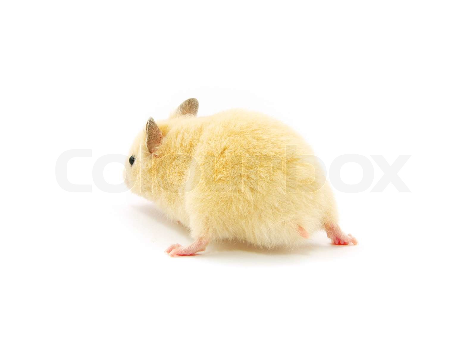 Hamster | Stock image | Colourbox