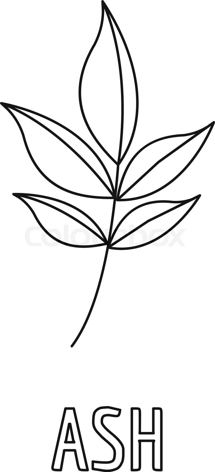 Ash Leaf Outline