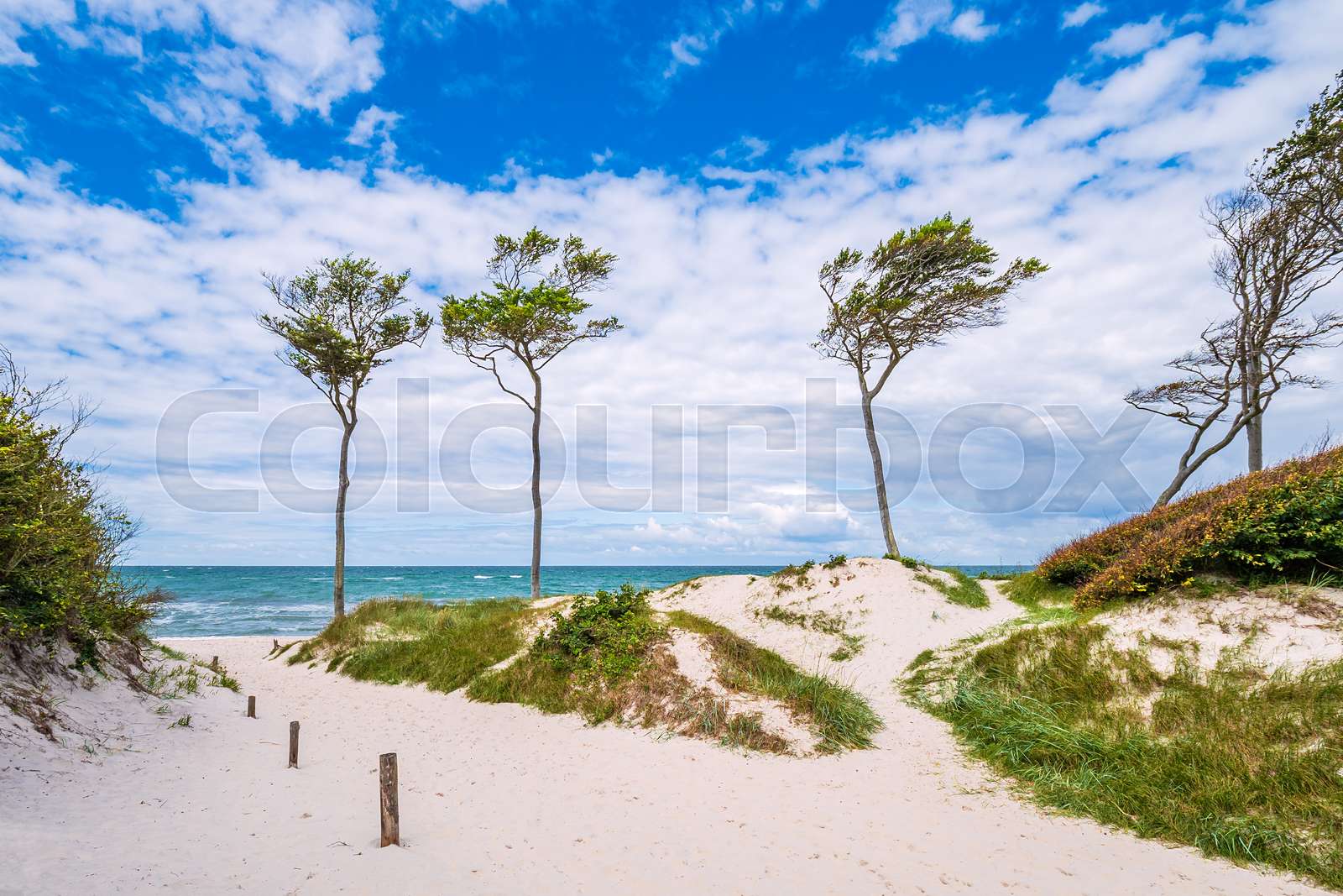 Bäume und Düne am Weststrand auf dem Fischland-Darß | Stock image | Colourbox