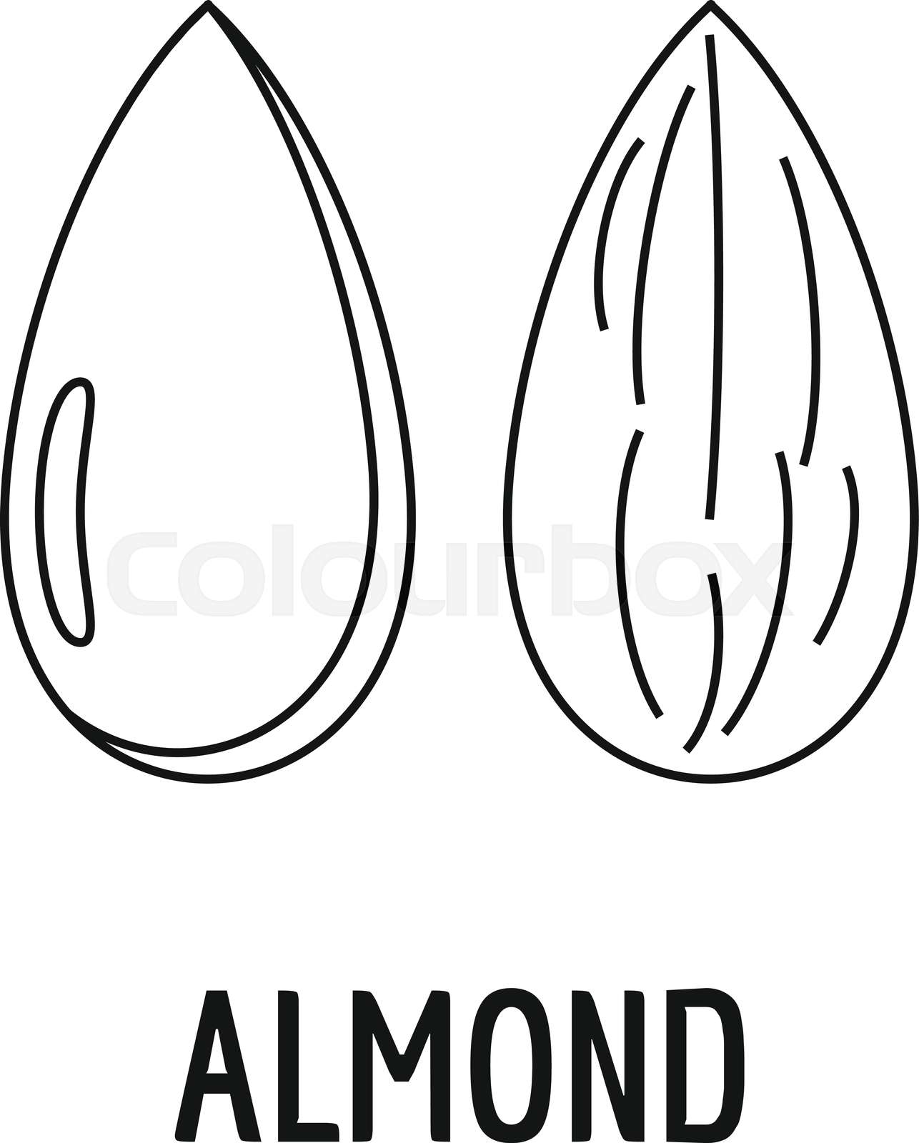 Almonds Clipart Black And White