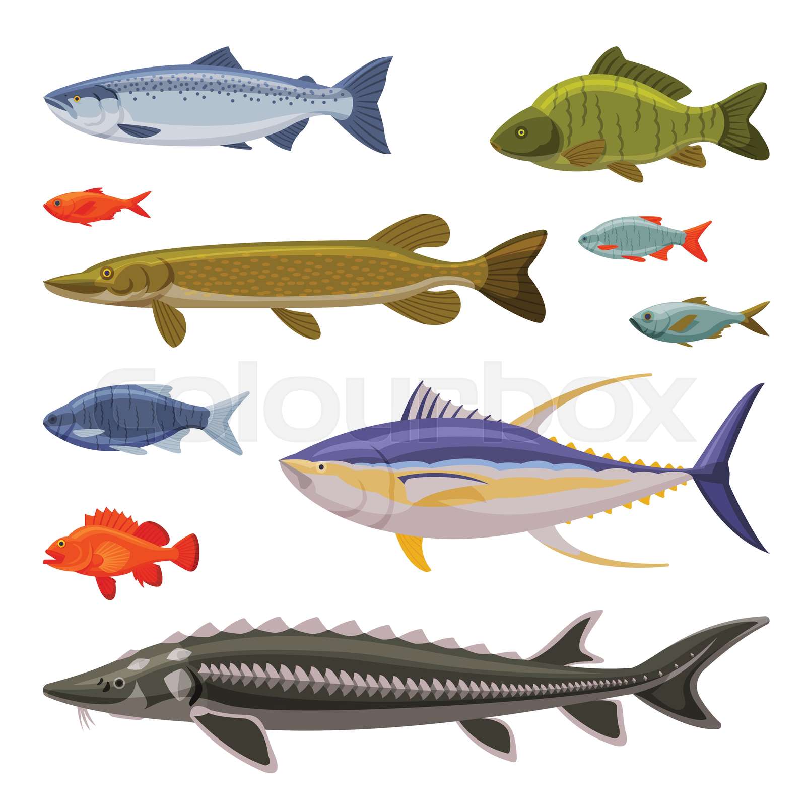 Saltwater and Freshwater Fishes Set, Fresh Aquatic Fish Species Cartoon ...