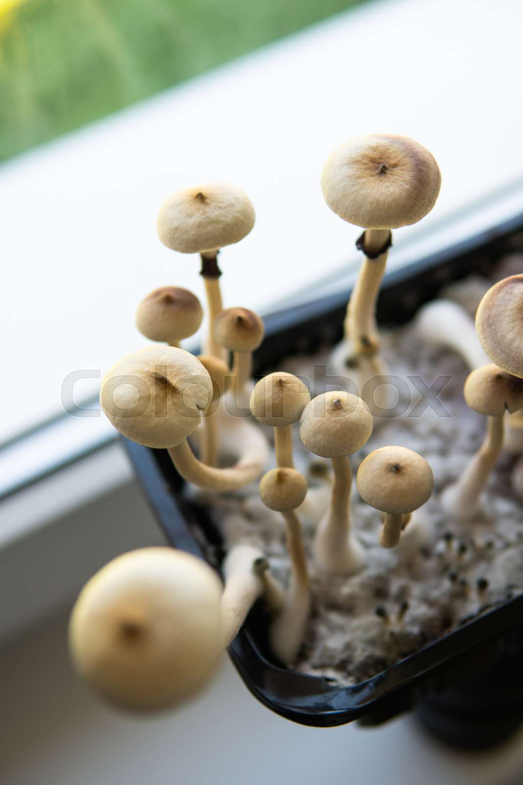Fresh Psilocybin shroom. Growing Albino A strain. Psilocybin cubensis ...