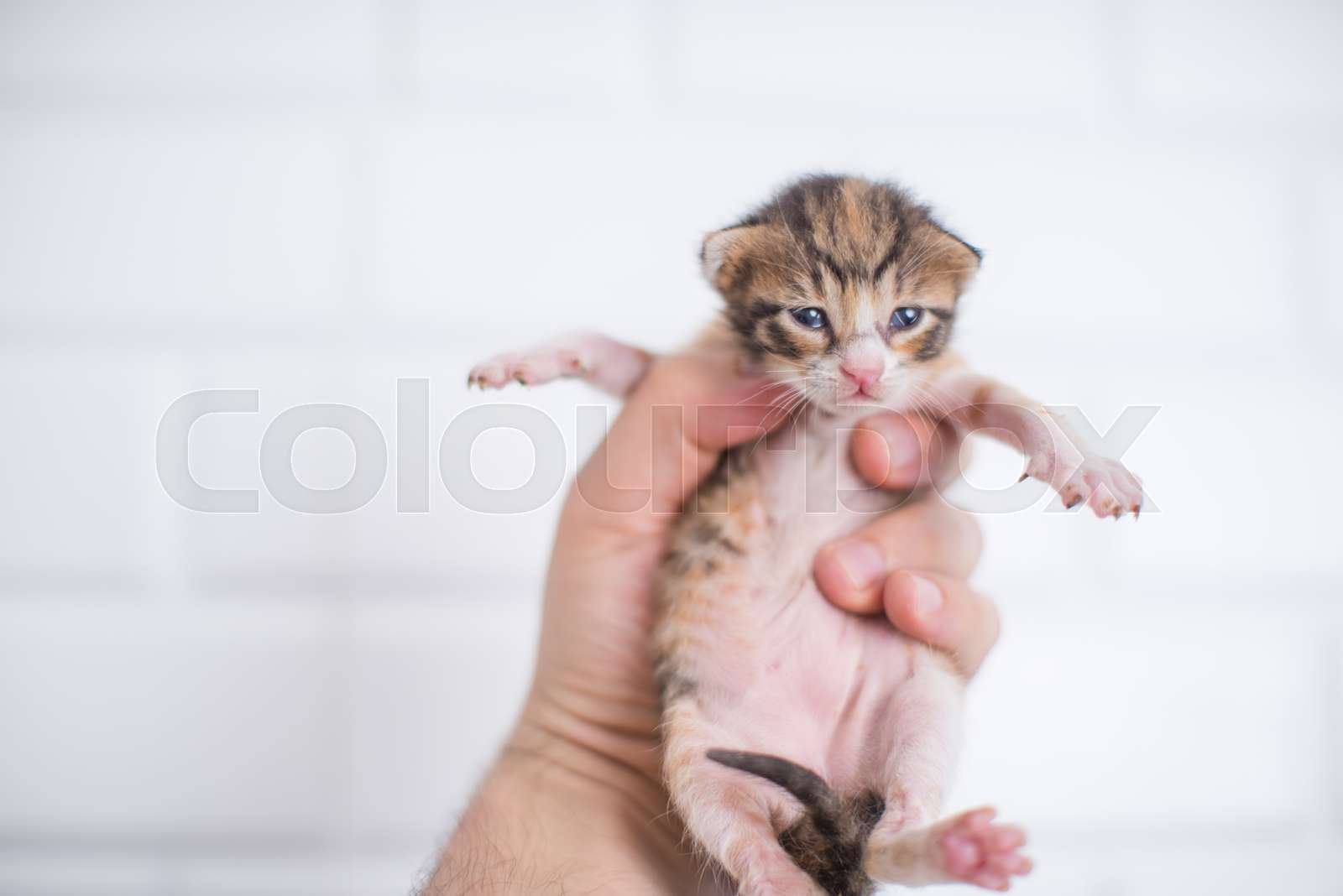 One week old baby kitten | Stock image | Colourbox