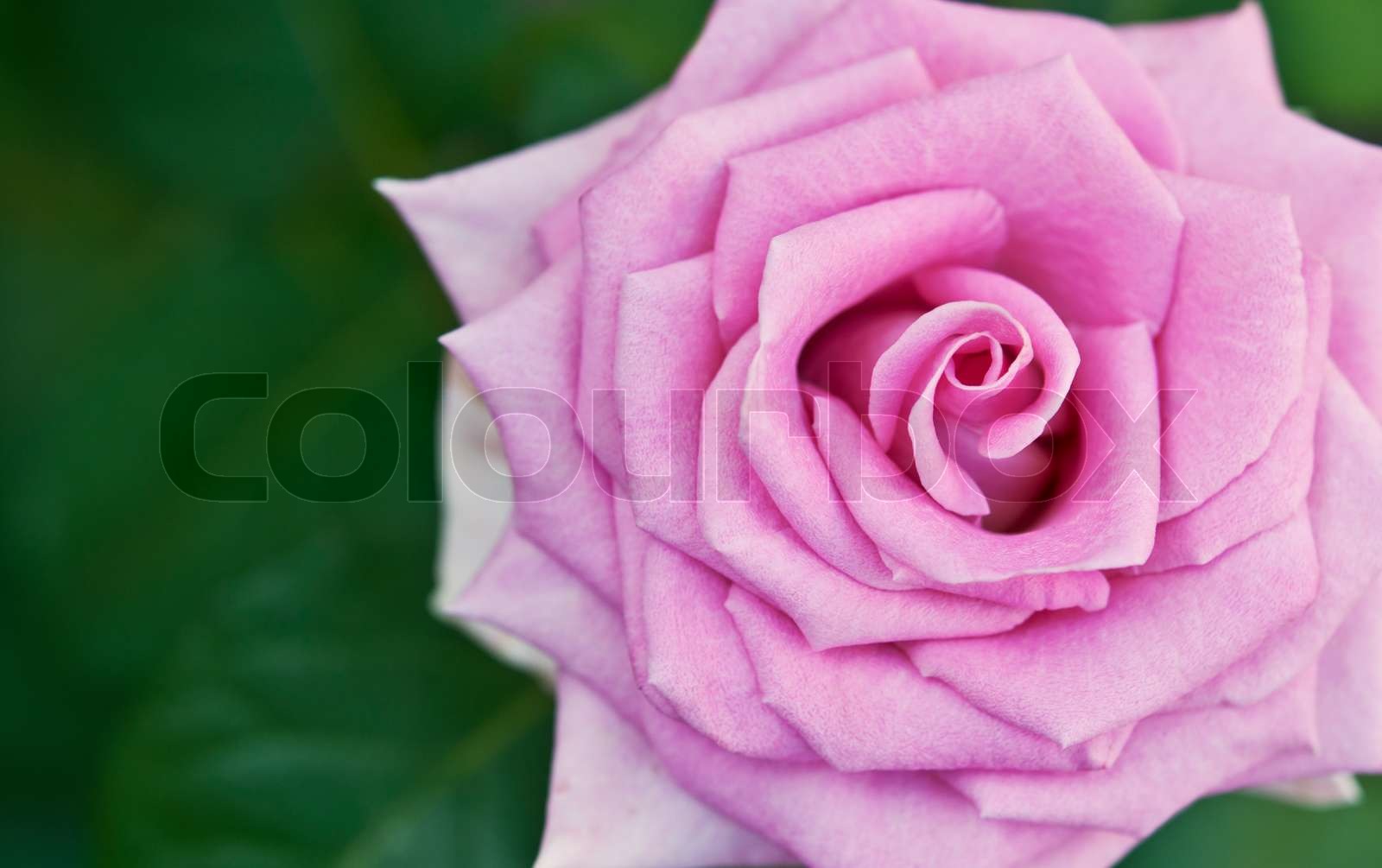 ping flower rose | Stock image | Colourbox
