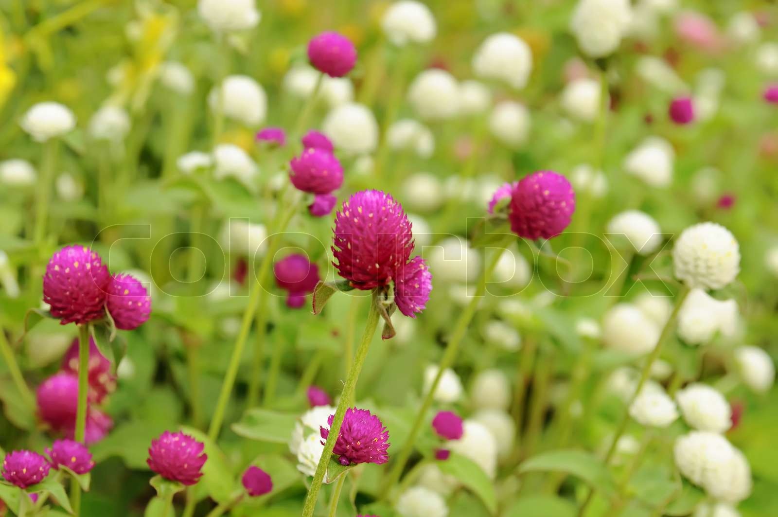 Pink and white clower flowers | Stock image | Colourbox