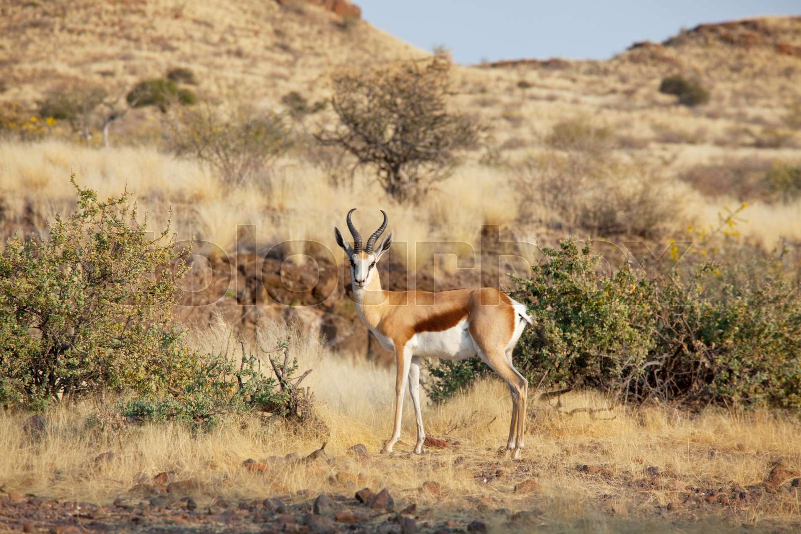 Springbok | Stock image | Colourbox