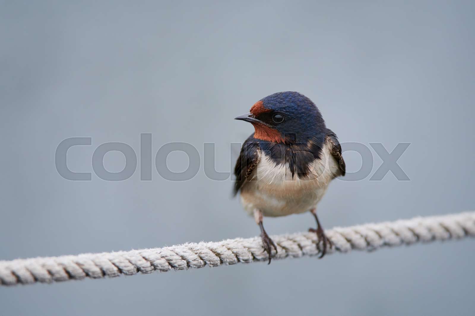 Landsvale på reb, svale, trækfugl, fugl, natur, Danmark | Stock foto ...