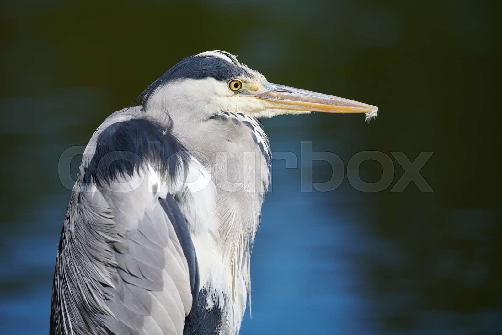 Fiskehejre, fugl, hejre, grey heron, natur, dyr, portræt, sø, å | Stock ...