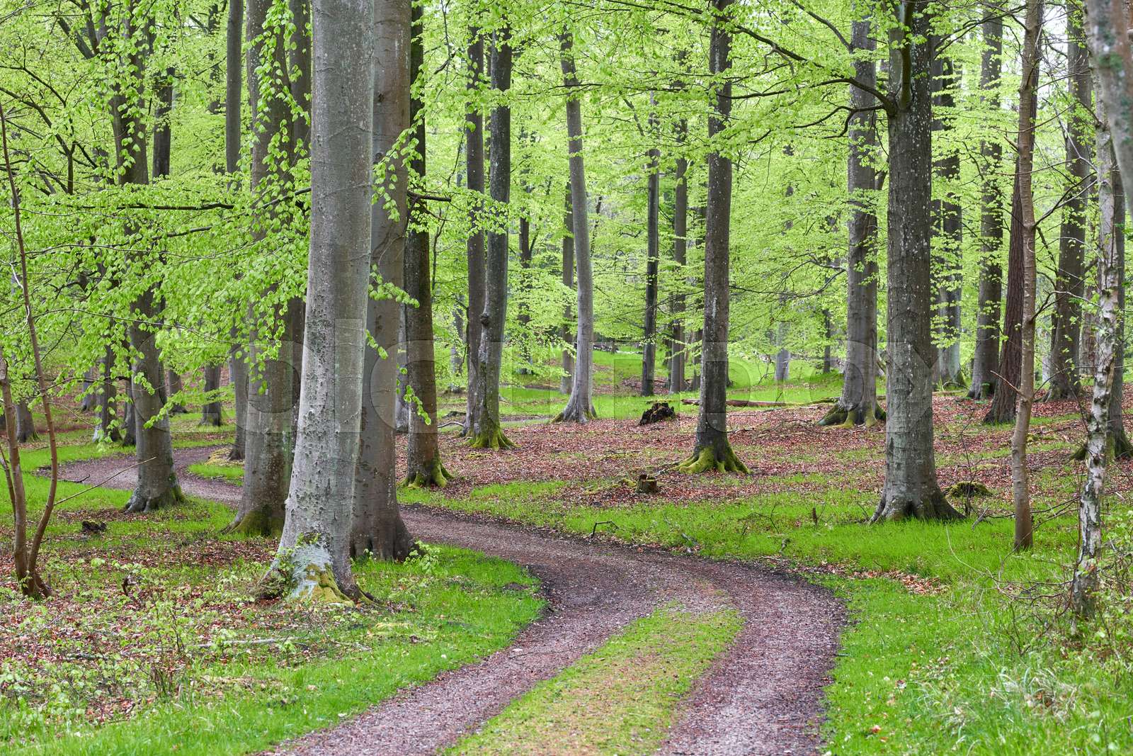 Skov, forår, sommer, bøg, natur, Danmark, Landskab | Stock foto | Colourbox