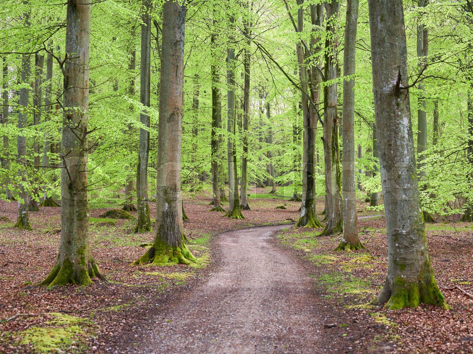 Skov, forår, sommer, bøg, natur, Danmark, Landskab | Stock foto | Colourbox